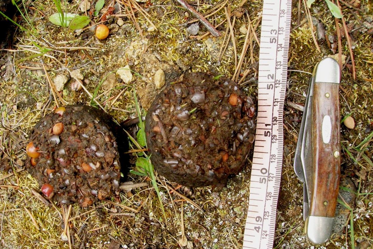 Bear Scat Identification 101 | Outdoor Life