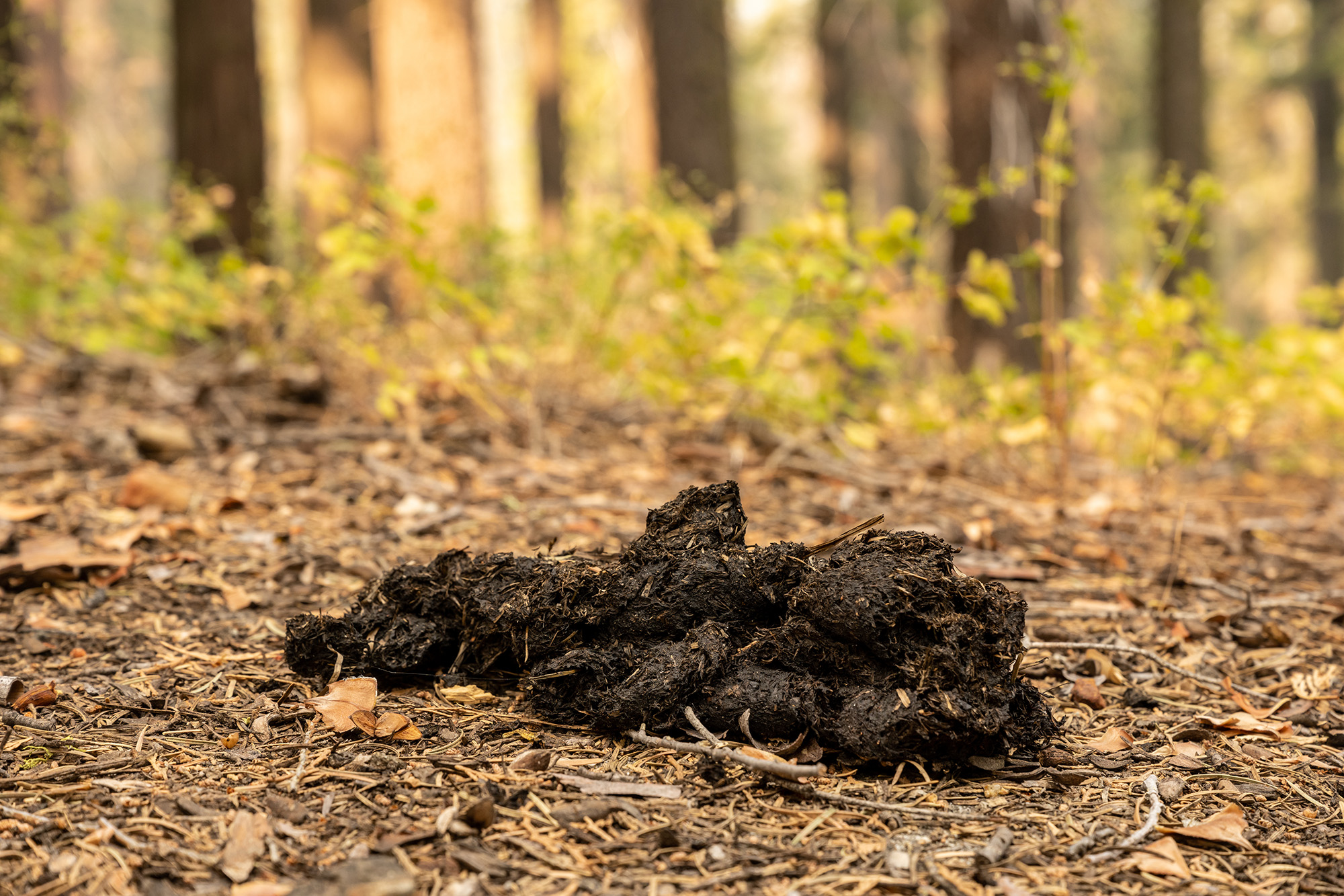 Grizzly Bear Poop Bears And The Pacific Northwest National Scenic