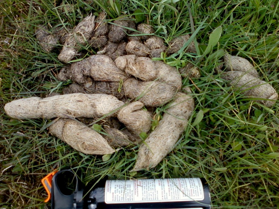 Bear Scat Identification 101 | Outdoor Life