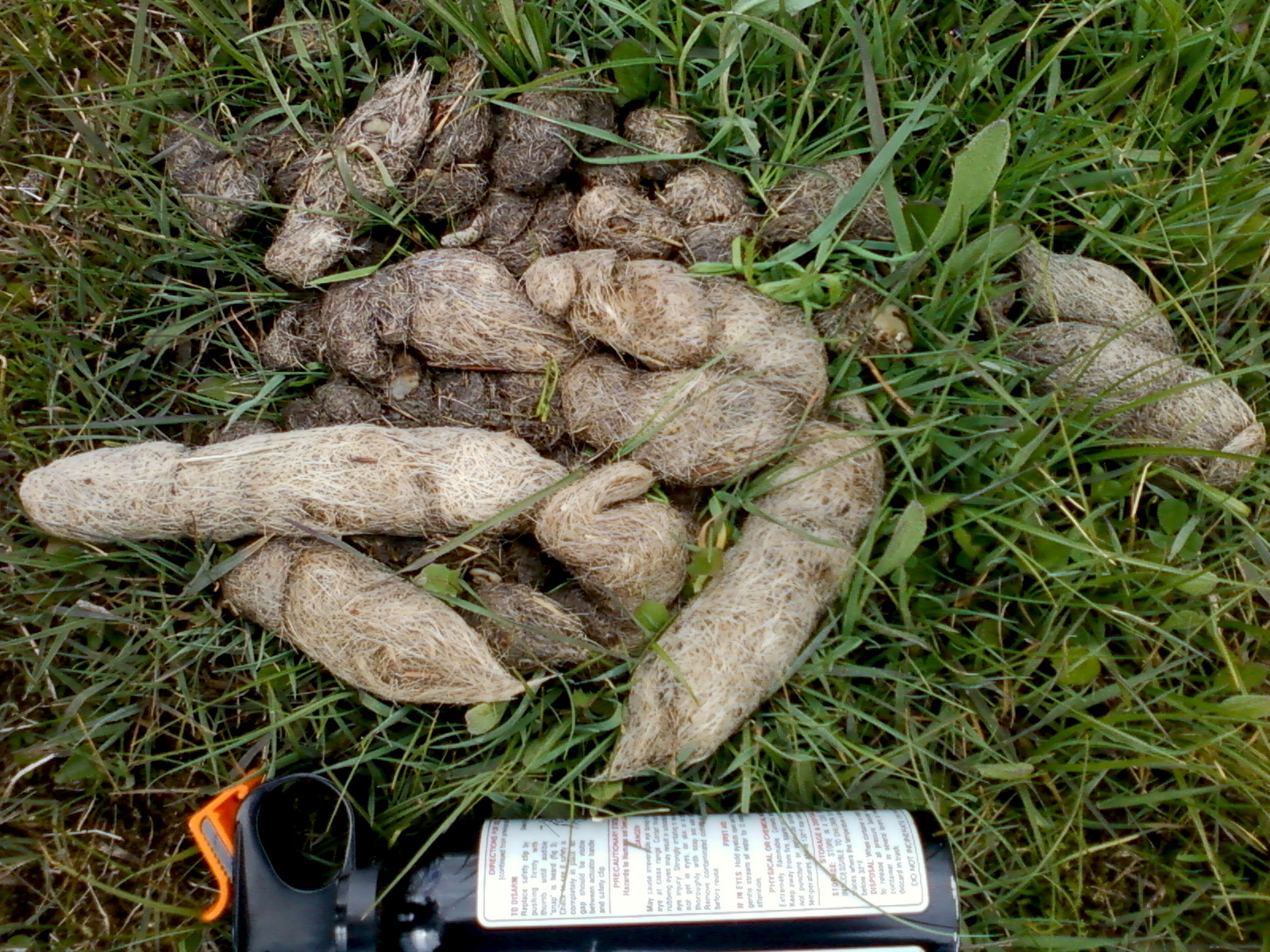 Bear Scat Identification 101 | Outdoor Life