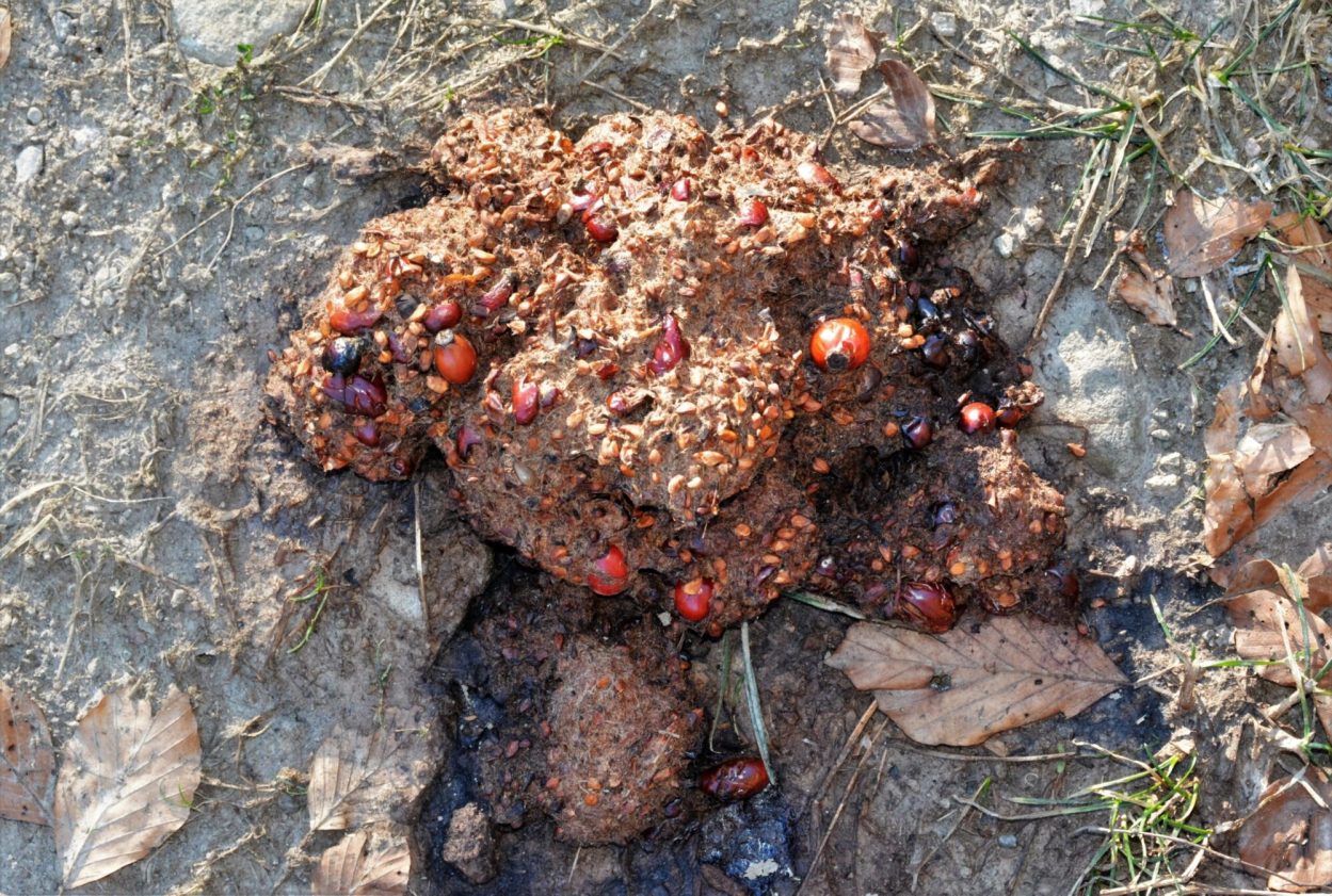 Bear Scat Identification 101 | Outdoor Life