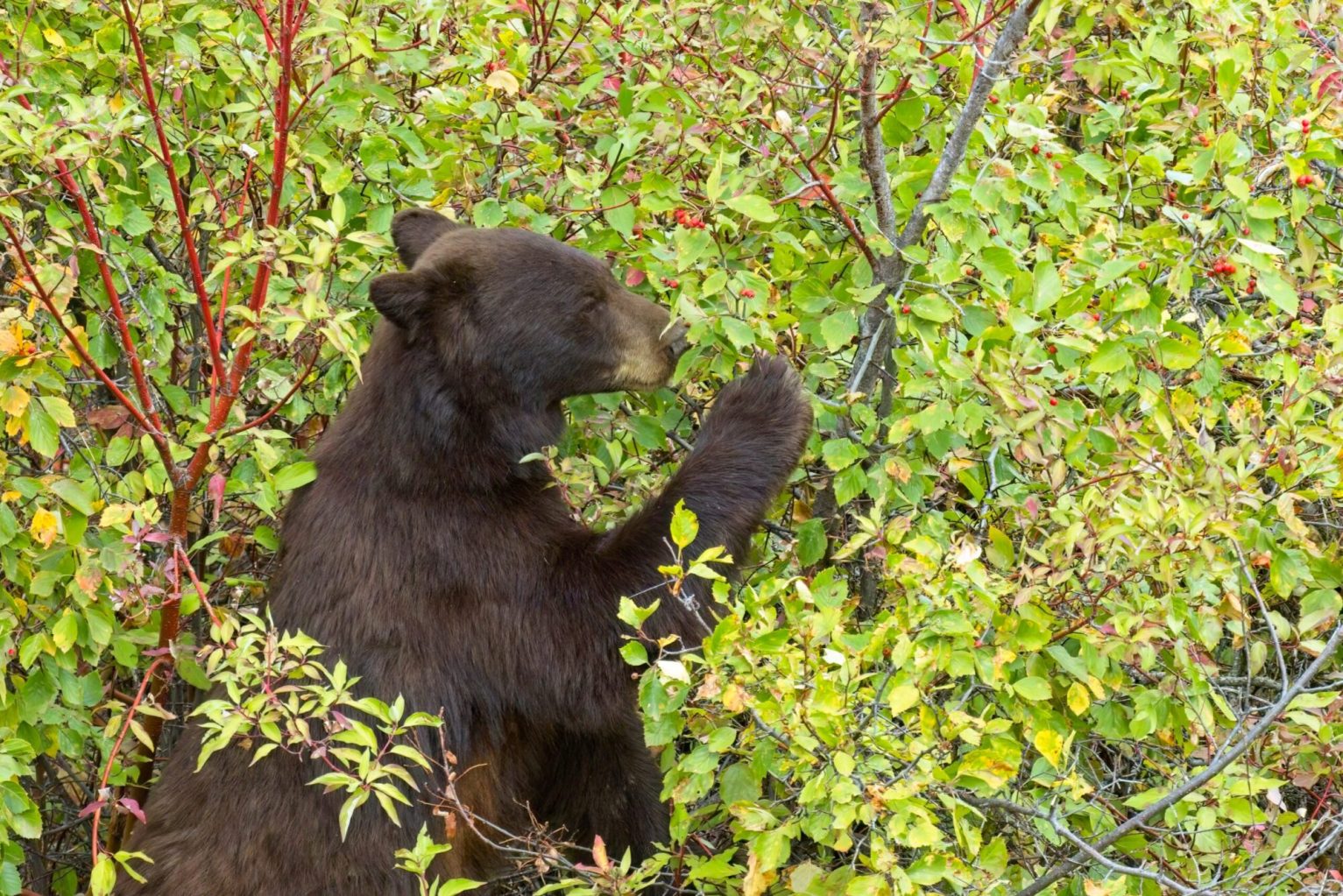 Bear Scat Identification 101 | Outdoor Life