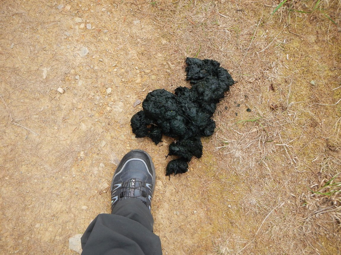 Bear Scat Identification 101 | Outdoor Life