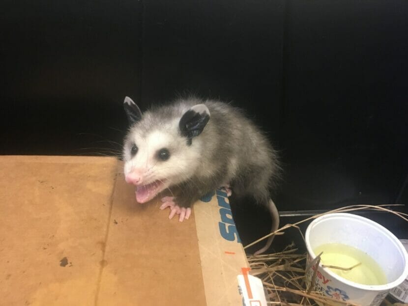 Opossum Minnesota Stock Photo Of Common Opossum With Babies Clinging