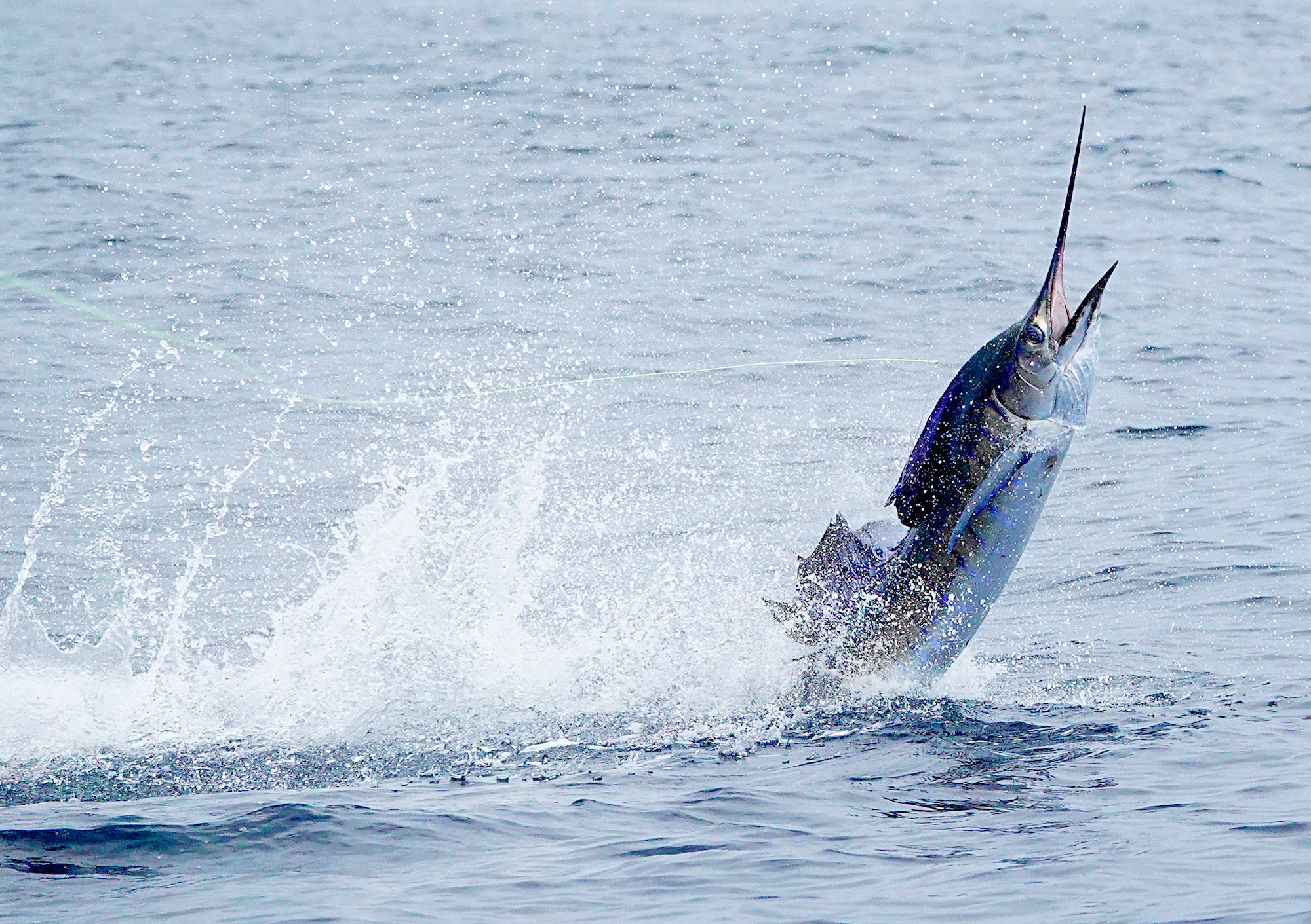 Sailfish vs Swordfish | Outdoor Life