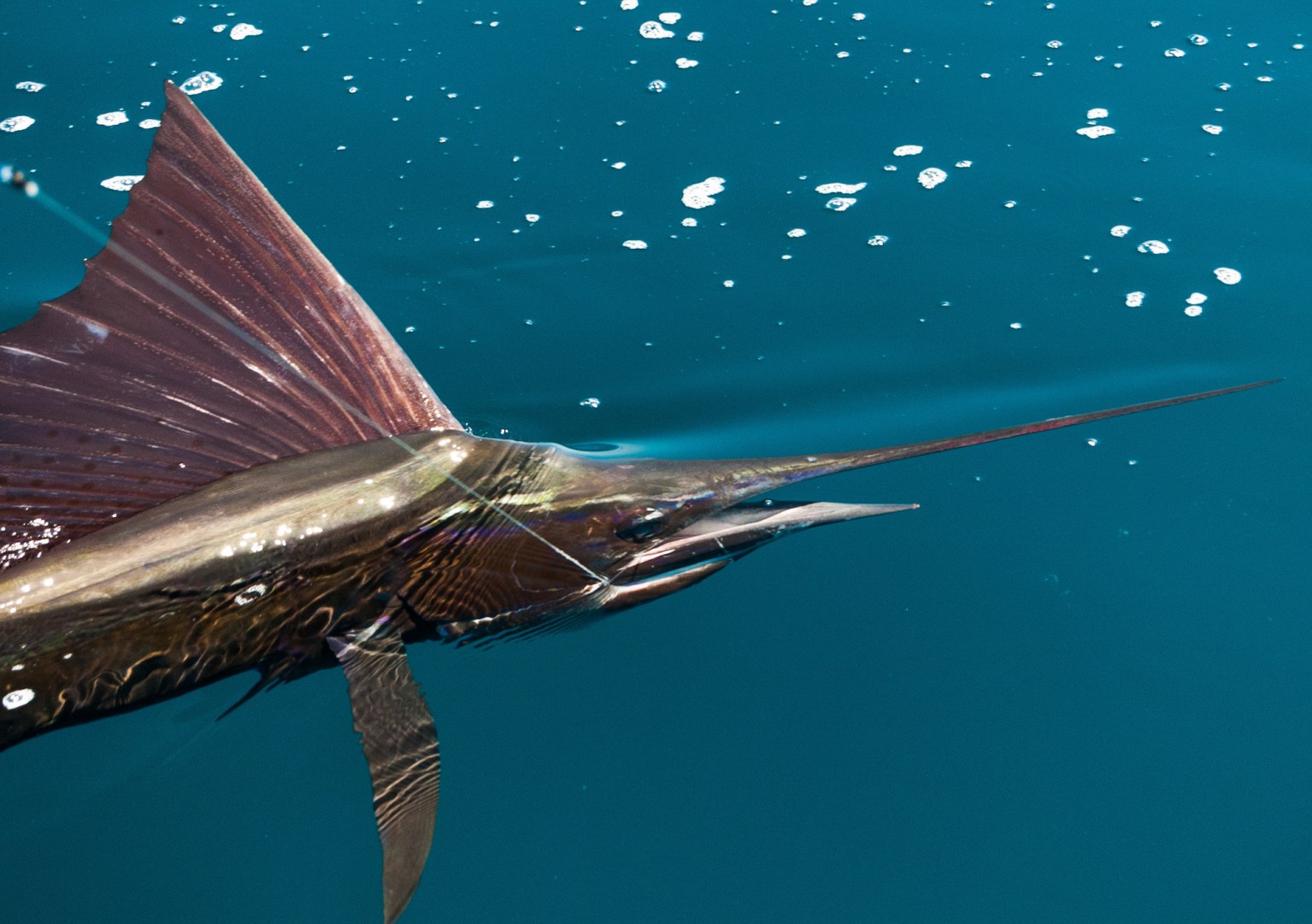 Sailfish vs Swordfish | Outdoor Life