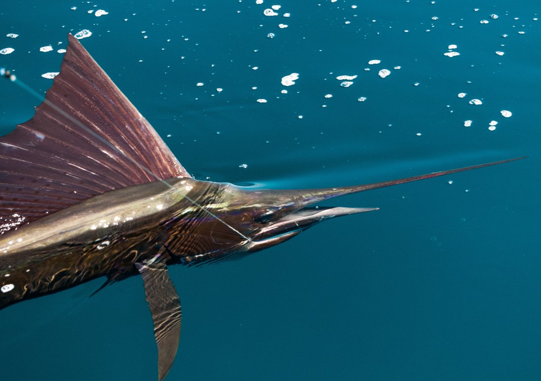 Sailfish vs Swordfish | Outdoor Life