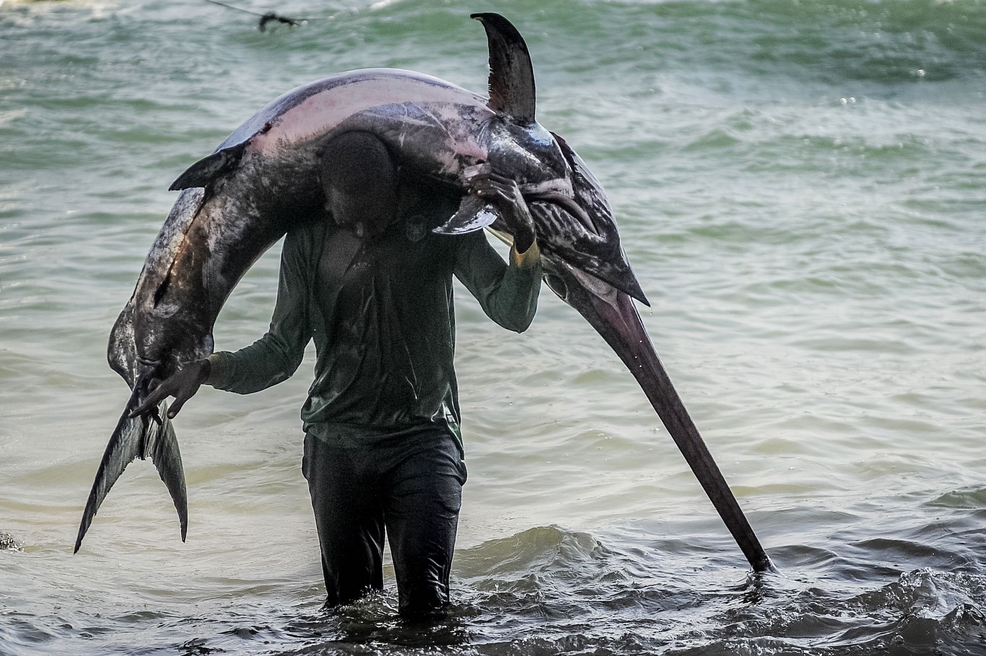 Sailfish vs Swordfish | Outdoor Life