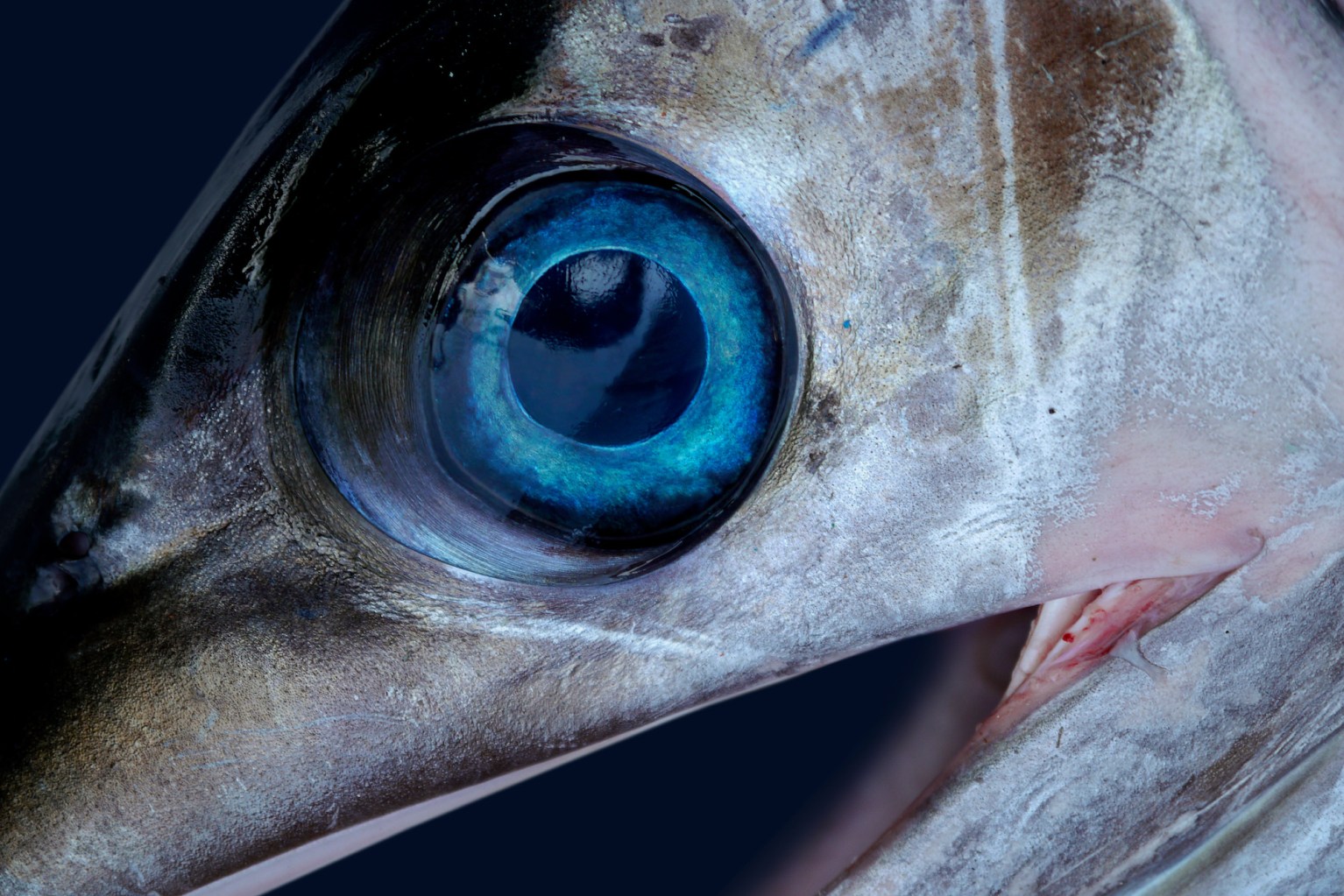 Sailfish vs Swordfish | Outdoor Life
