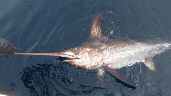 Sailfish vs Swordfish | Outdoor Life