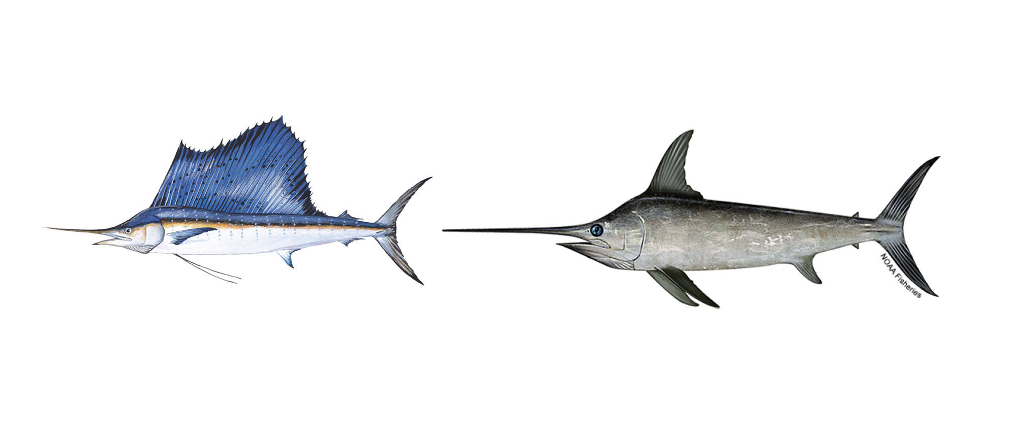 Sailfish vs Swordfish | Outdoor Life