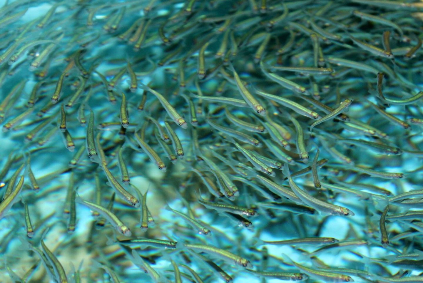 Record-High Baitfish in Lake Superior Is Good News | Outdoor Life