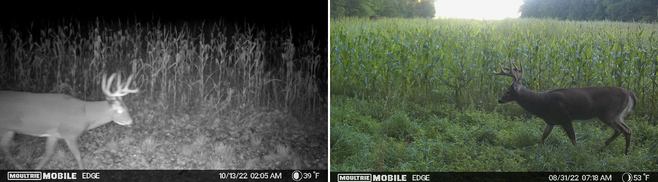 The Best Trail Cameras of 2023, Tested and Reviewed | Outdoor Life