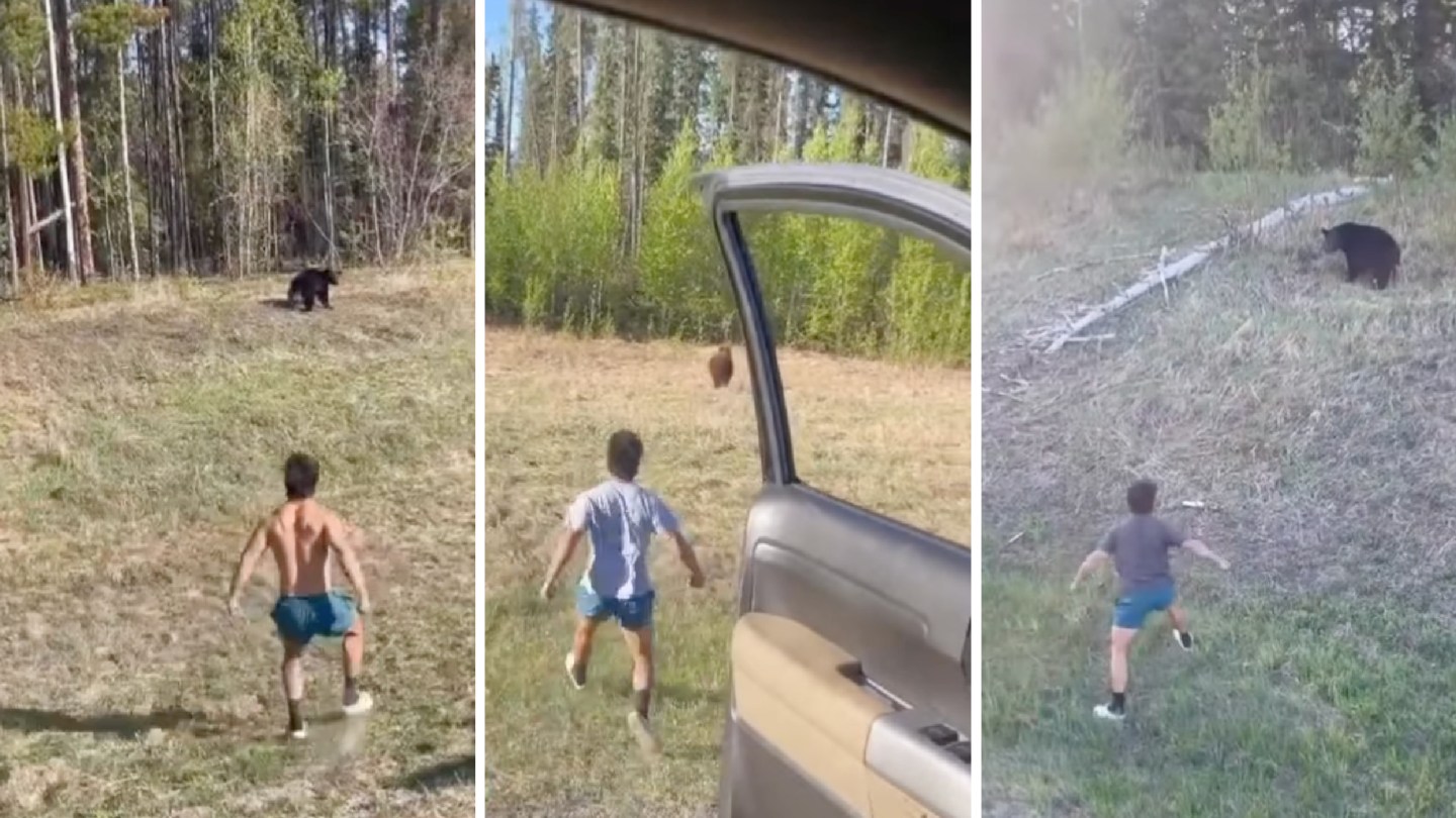 Watch: Yellowstone Wolf Seen Walking Around Without Lower Jaw | Outdoor ...