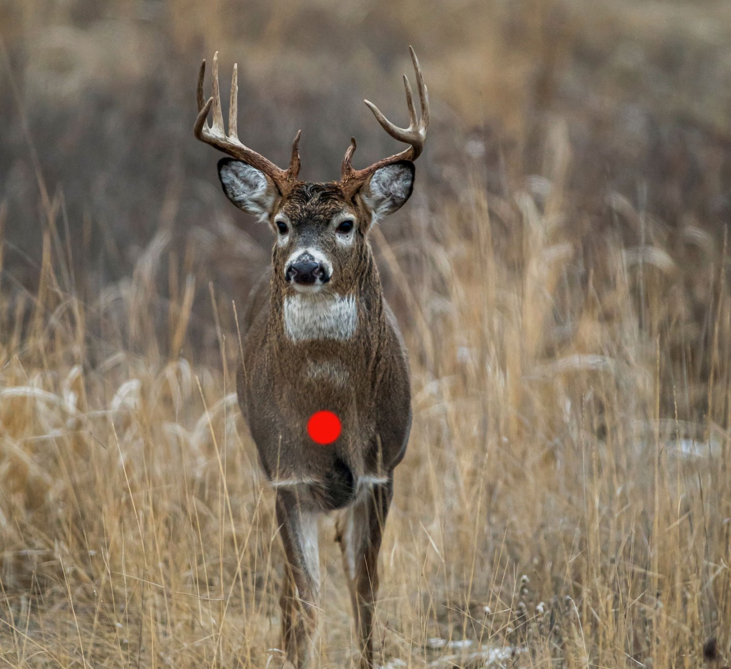 Where to Shoot a Deer | Outdoor Life