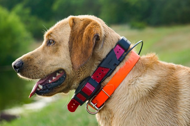 Best GPS Dog Collars of 2024, Tested and Reviewed | Outdoor Life