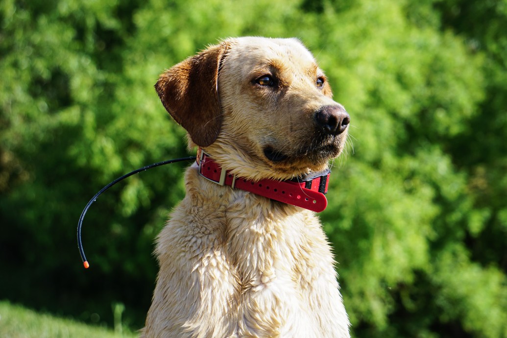 Best GPS Dog Collars of 2025, Tested and Reviewed | Outdoor Life