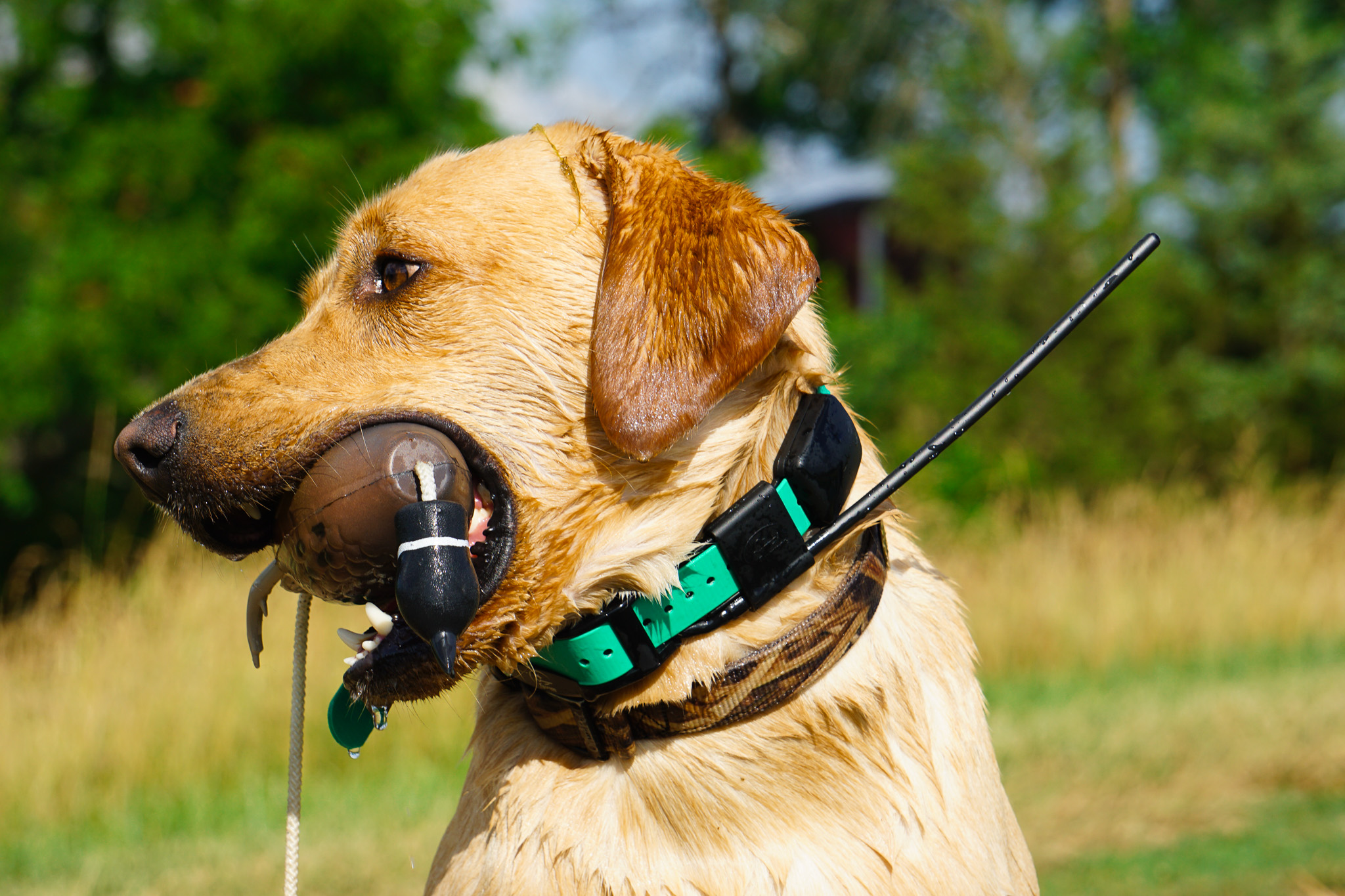 Best GPS Dog Collars of 2025, Tested and Reviewed | Outdoor Life