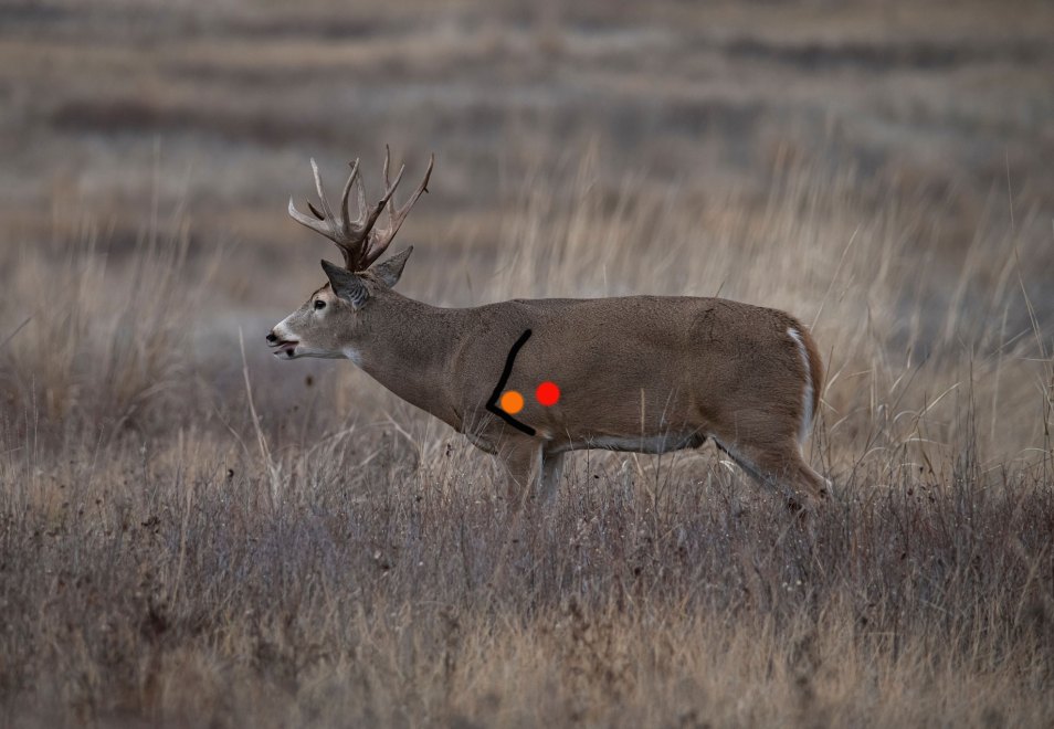 Where to Shoot a Deer | Outdoor Life