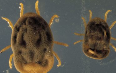 Types of Ticks | Outdoor Life