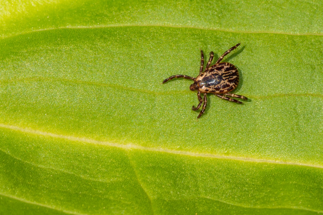 Types of Ticks | Outdoor Life