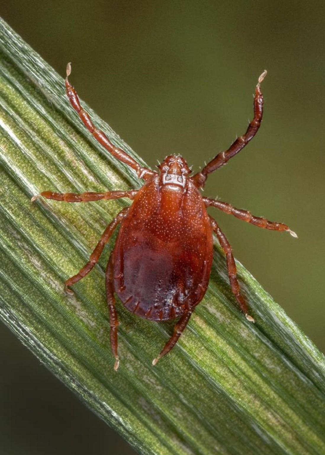 Types of Ticks | Outdoor Life