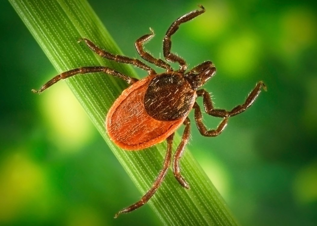 Types of Ticks | Outdoor Life