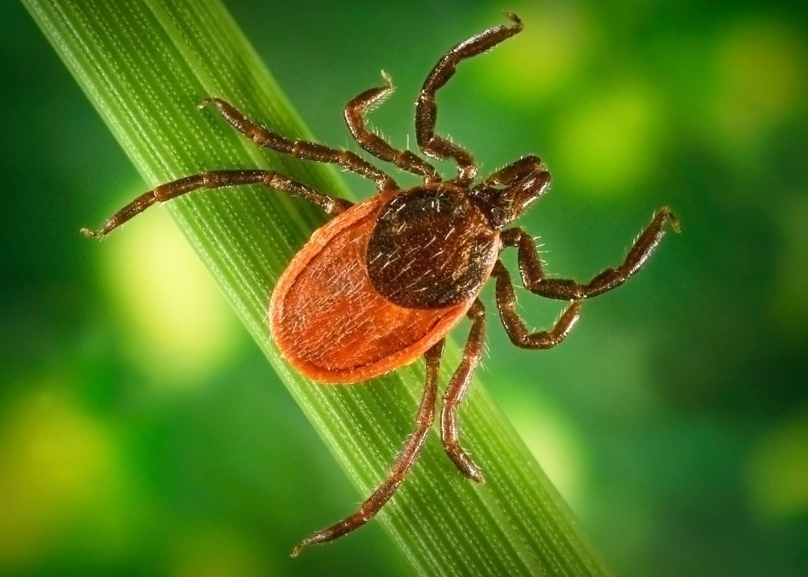 Types of Ticks | Outdoor Life
