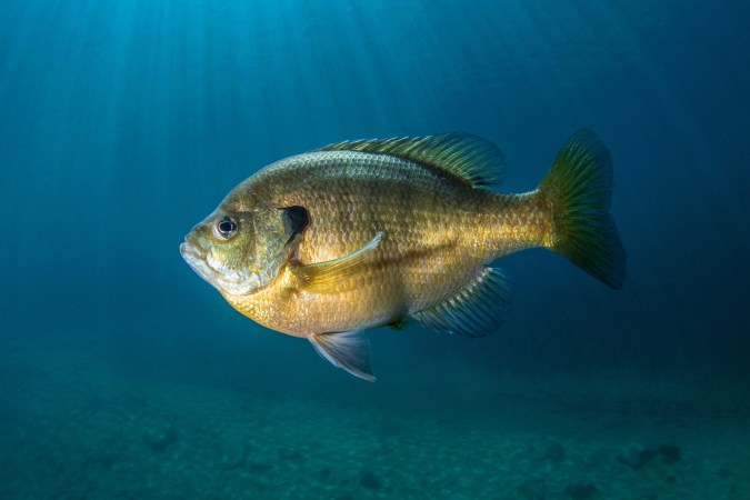 Meet the Alabama Angler on a Mission to Grow the World-Record Bluegill ...
