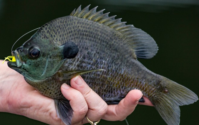 Sunfish vs Bluegill Identification Guide | Outdoor Life
