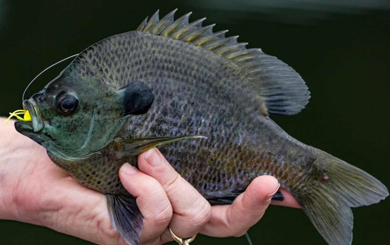 Sunfish vs Bluegill Identification Guide | Outdoor Life