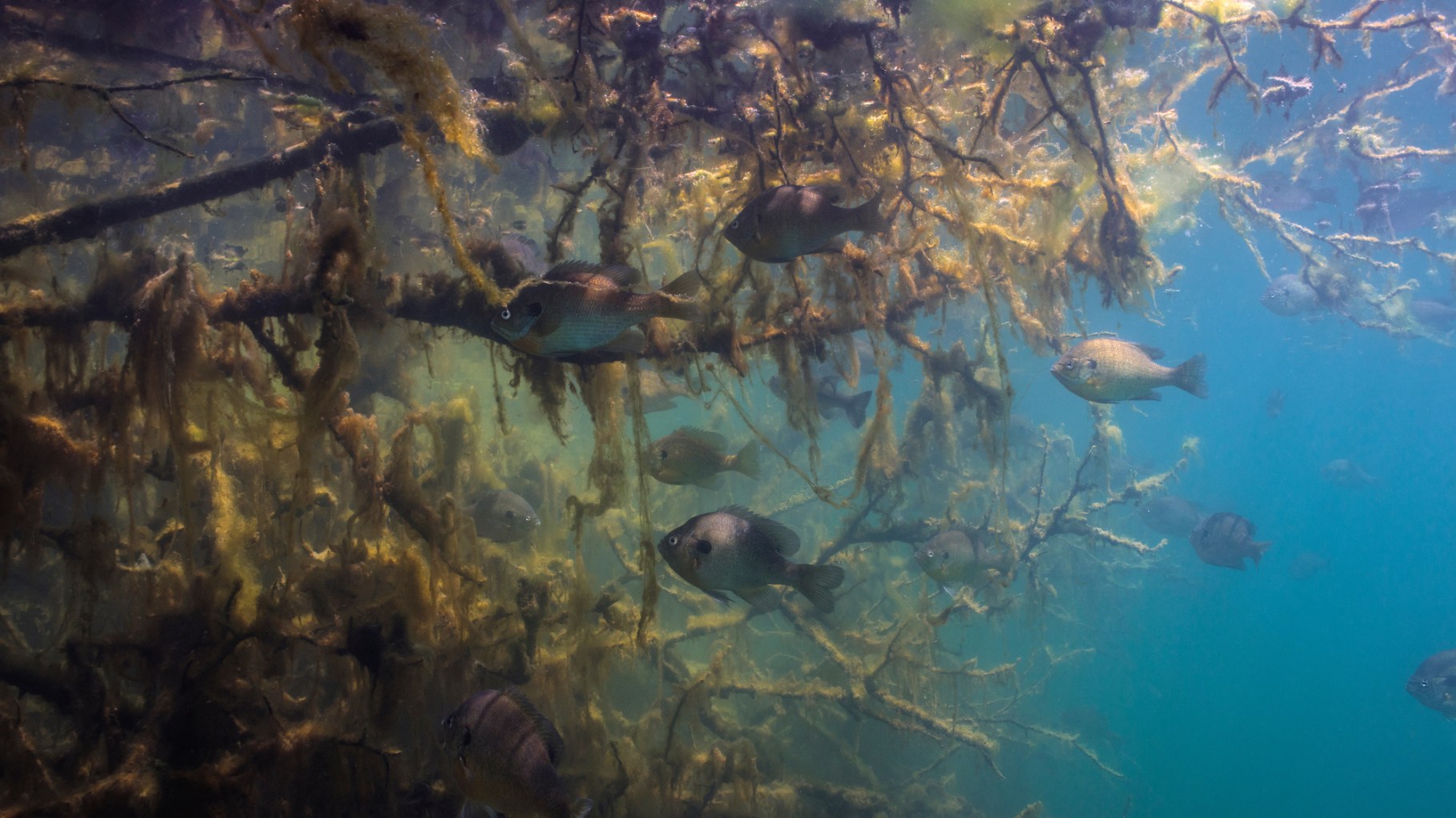 Sunfish vs Bluegill Identification Guide | Outdoor Life