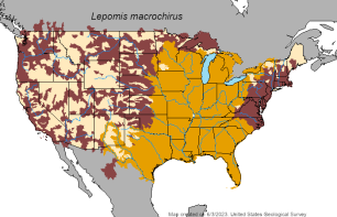 Sunfish vs Bluegill Identification Guide | Outdoor Life