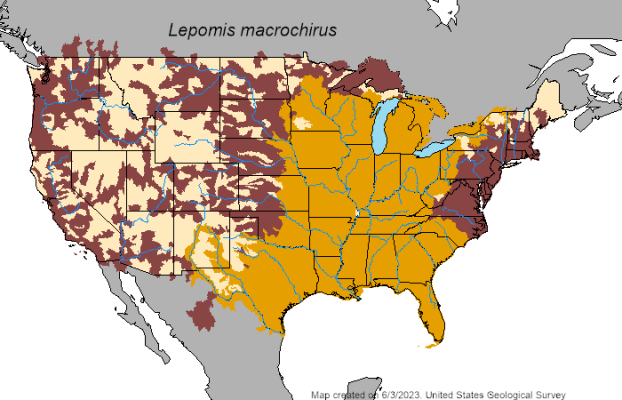 Sunfish vs Bluegill Identification Guide | Outdoor Life