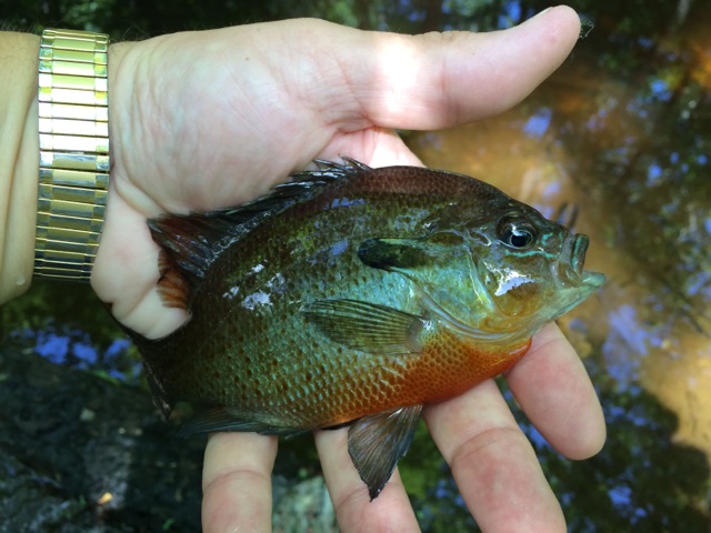 Sunfish vs Bluegill Identification Guide | Outdoor Life