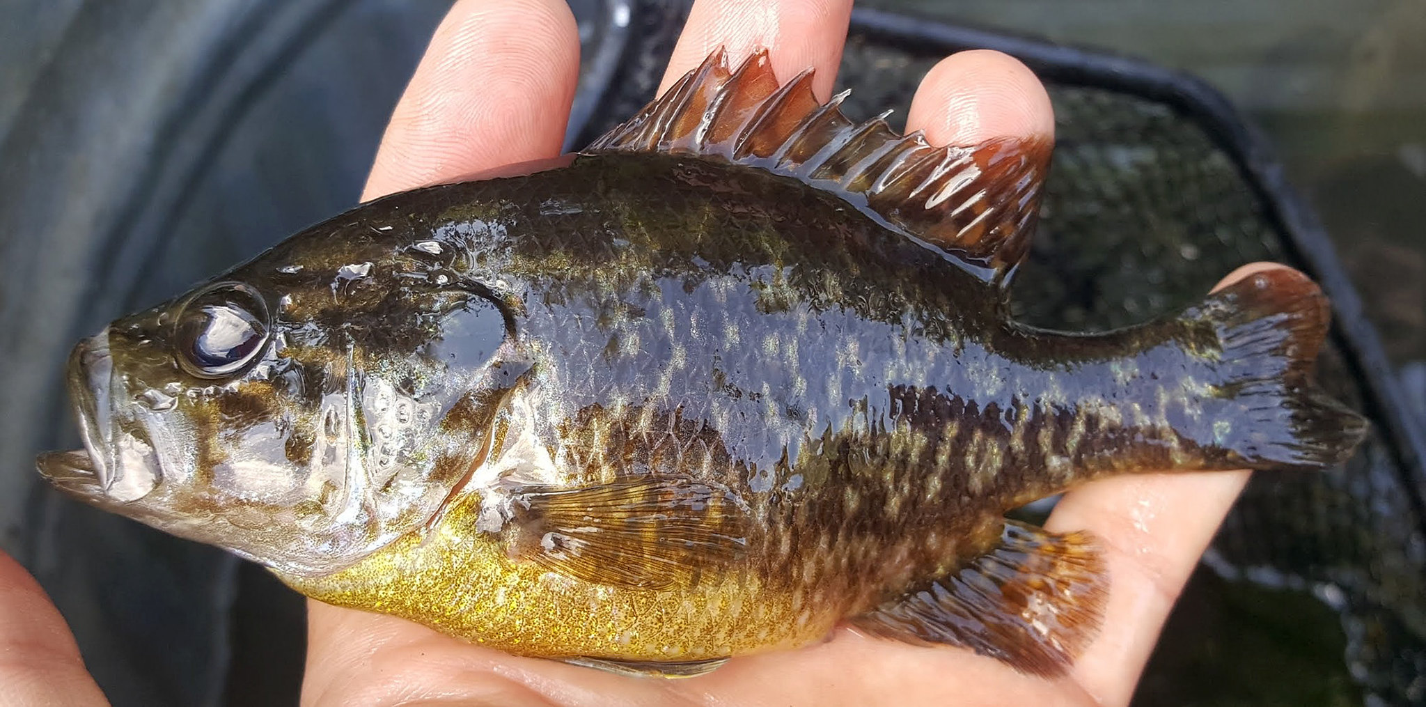 Sunfish vs Bluegill Identification Guide | Outdoor Life