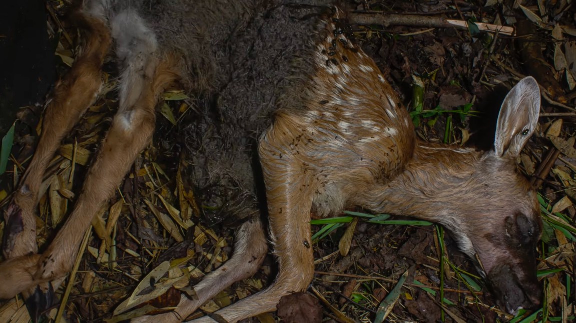 Watch: Timelapse of Maggots Decomposing a Fawn in 20 Seconds | Outdoor Life