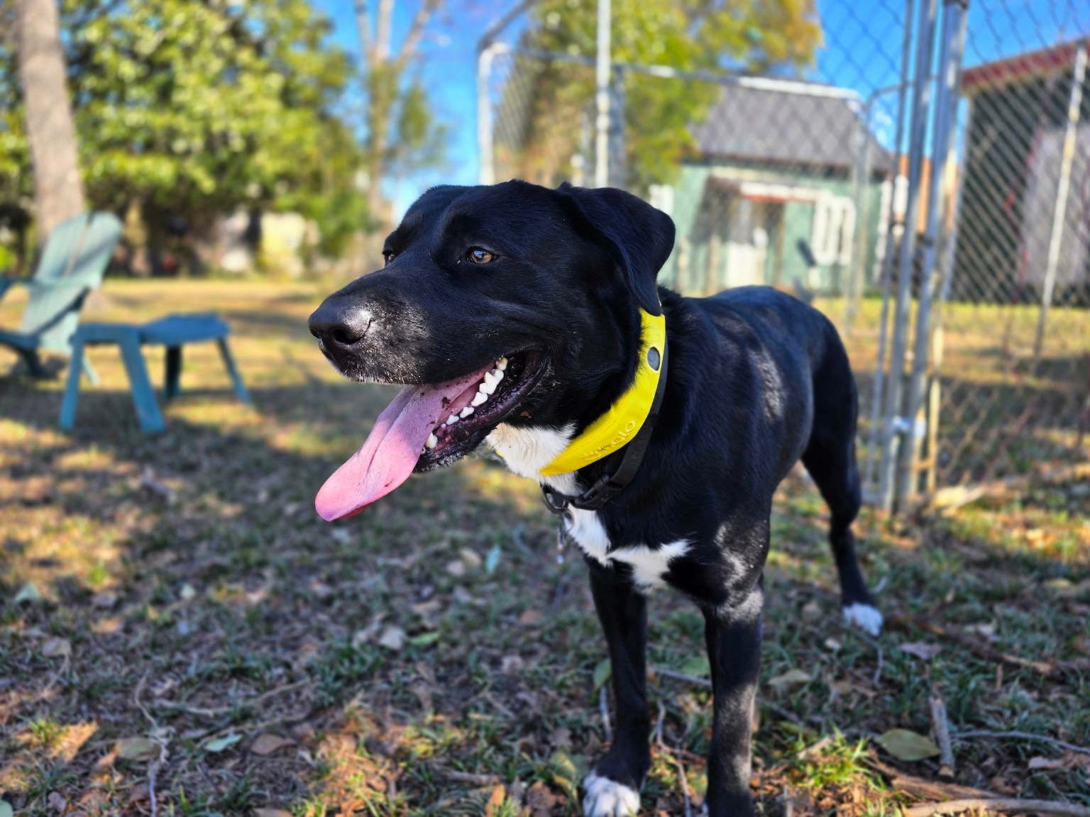 Best Invisible Dog Fences of 2025 | Outdoor Life