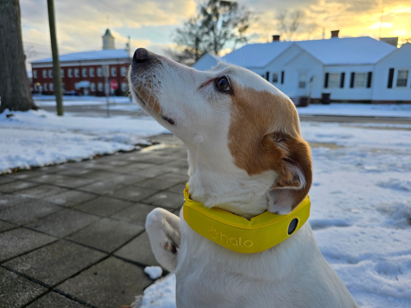 Best Invisible Dog Fences of 2025 | Outdoor Life
