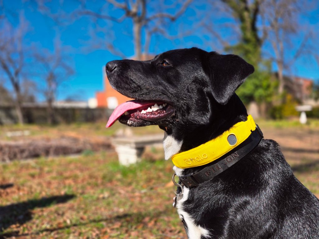 Best Invisible Dog Fences of 2026 | Outdoor Life