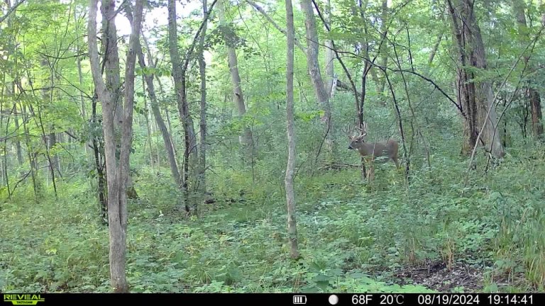 The Best Trail Cameras of 2025, Tested and Reviewed | Outdoor Life