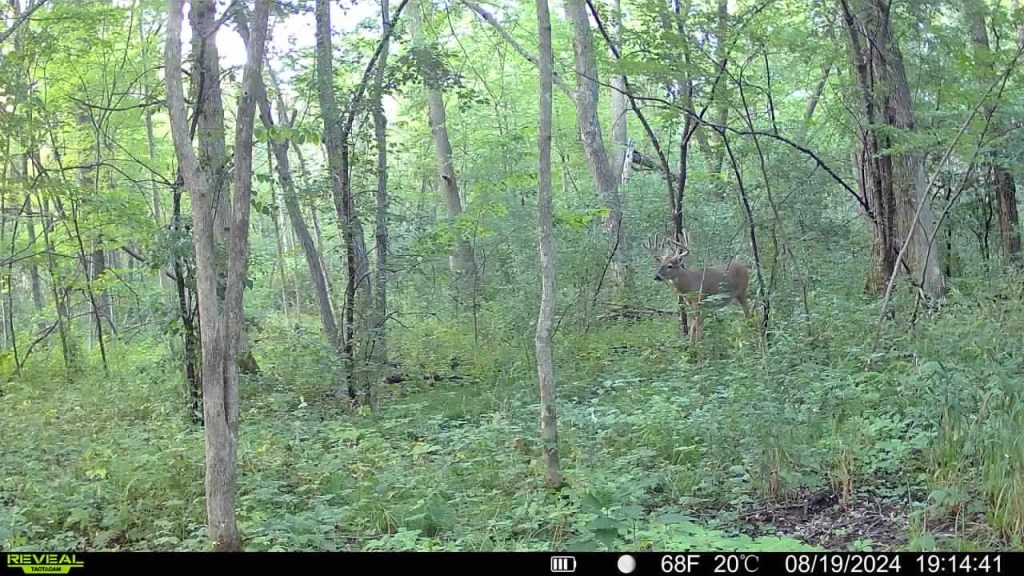 The Best Trail Cameras, Tested and Reviewed | Outdoor Life