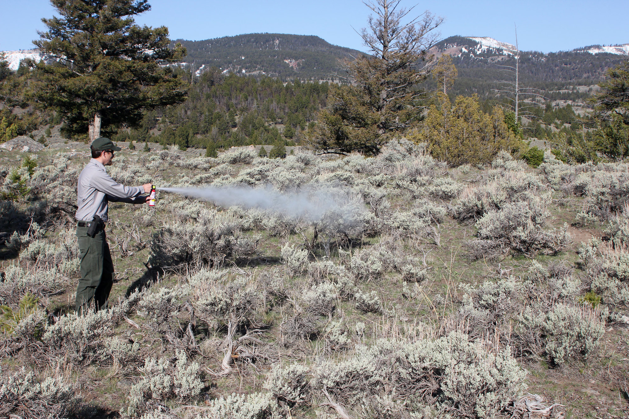 How to Use Bear Spray | Outdoor Life