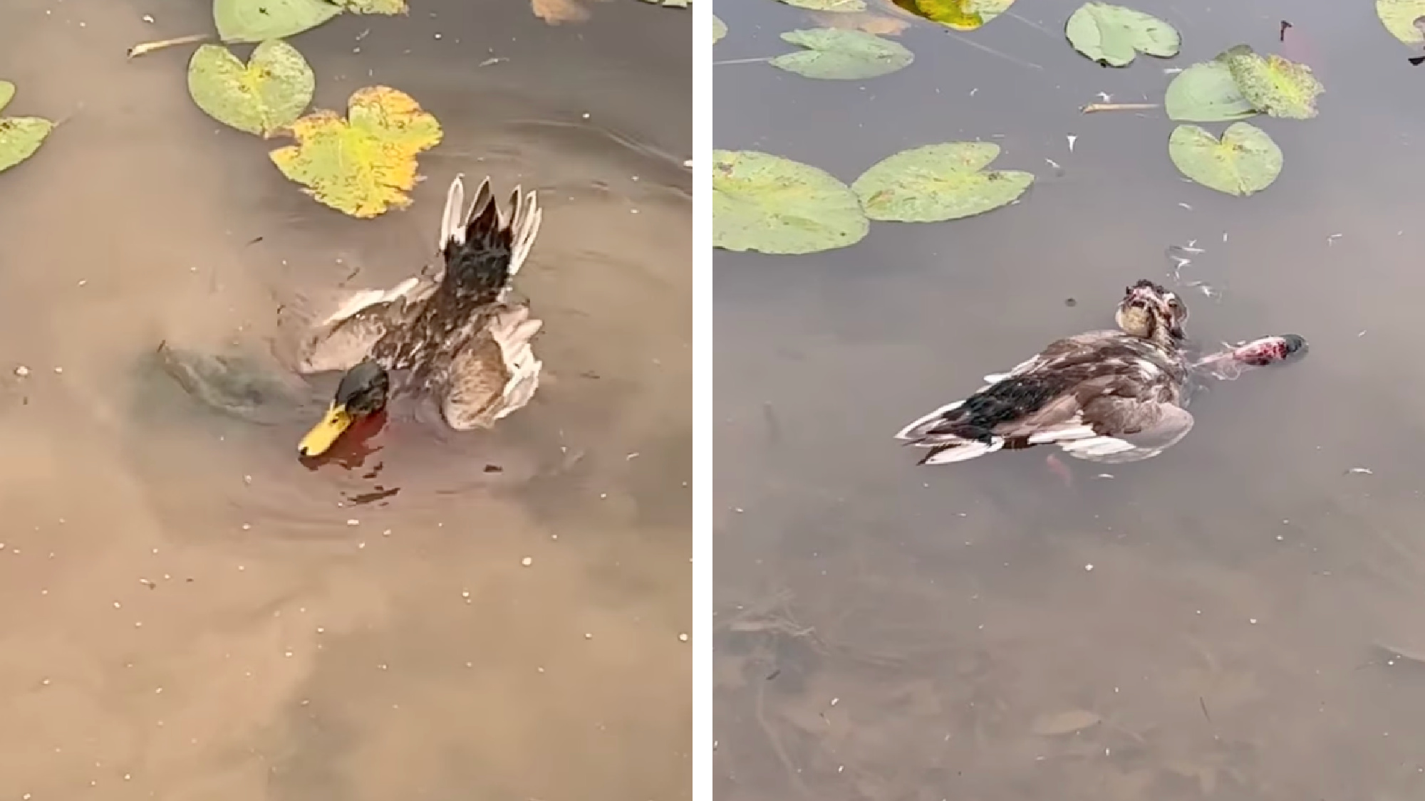 Watch: Turtle Attacks, Kills, and Eats Drake Mallard | Outdoor Life