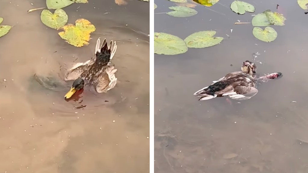 Watch: Turtle Attacks, Kills, and Eats Drake Mallard | Outdoor Life