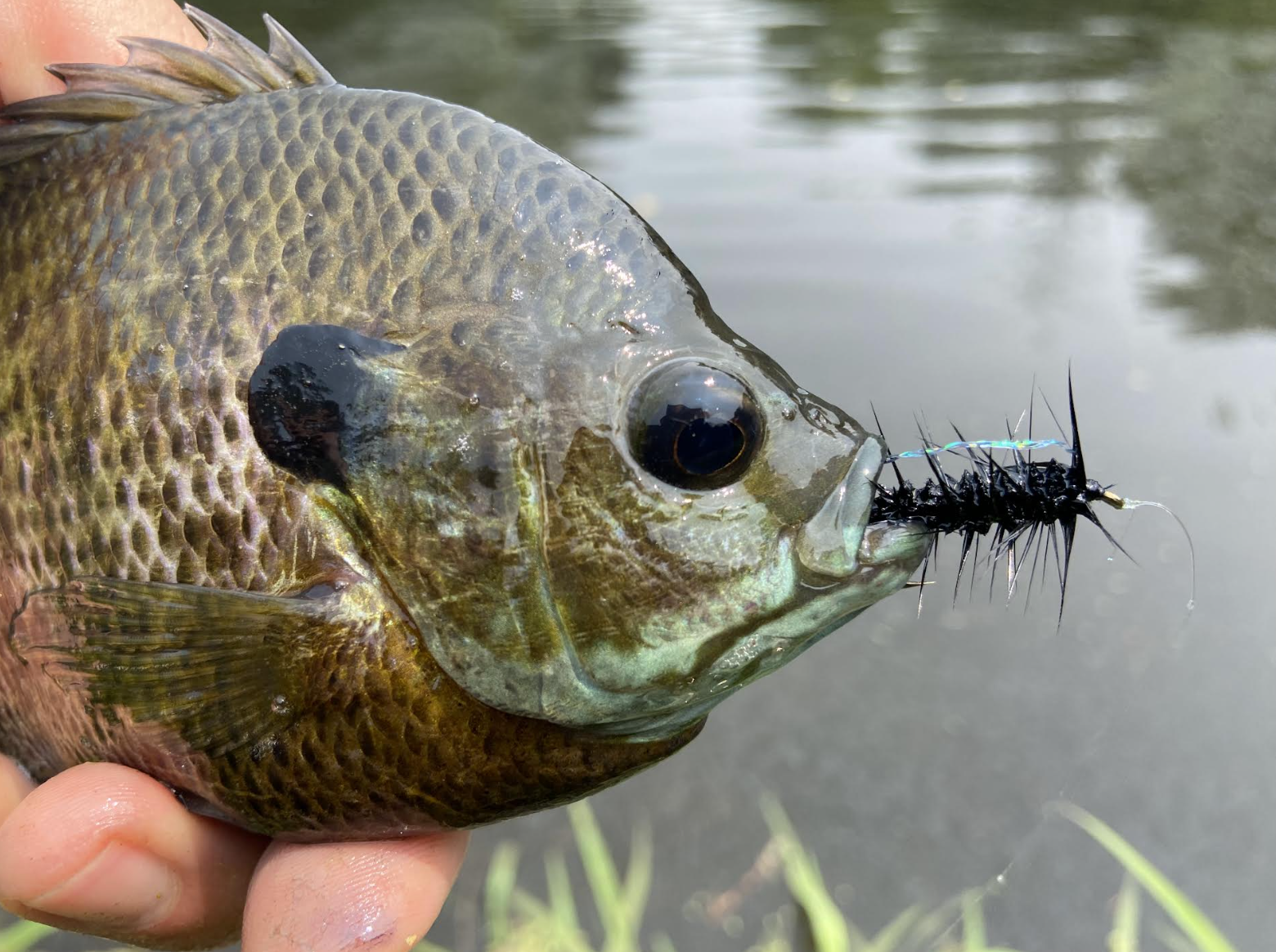 Fly Fishing for Bluegills | Outdoor Life