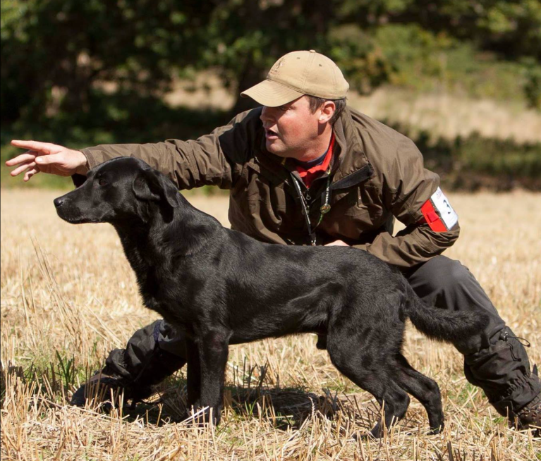 English Lab vs American Lab | Outdoor Life