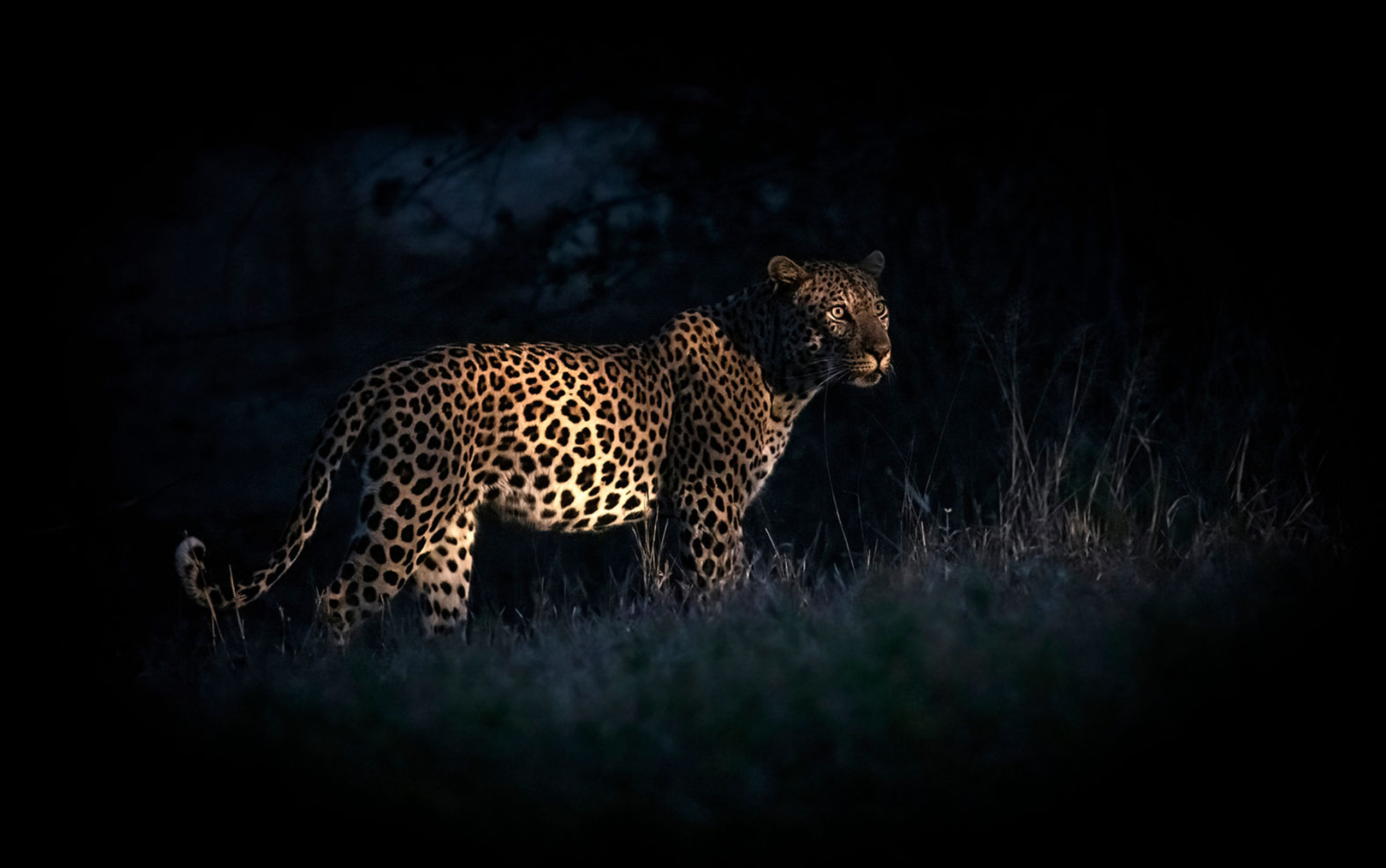 Best Cameras for Wildlife Photography | Outdoor Life