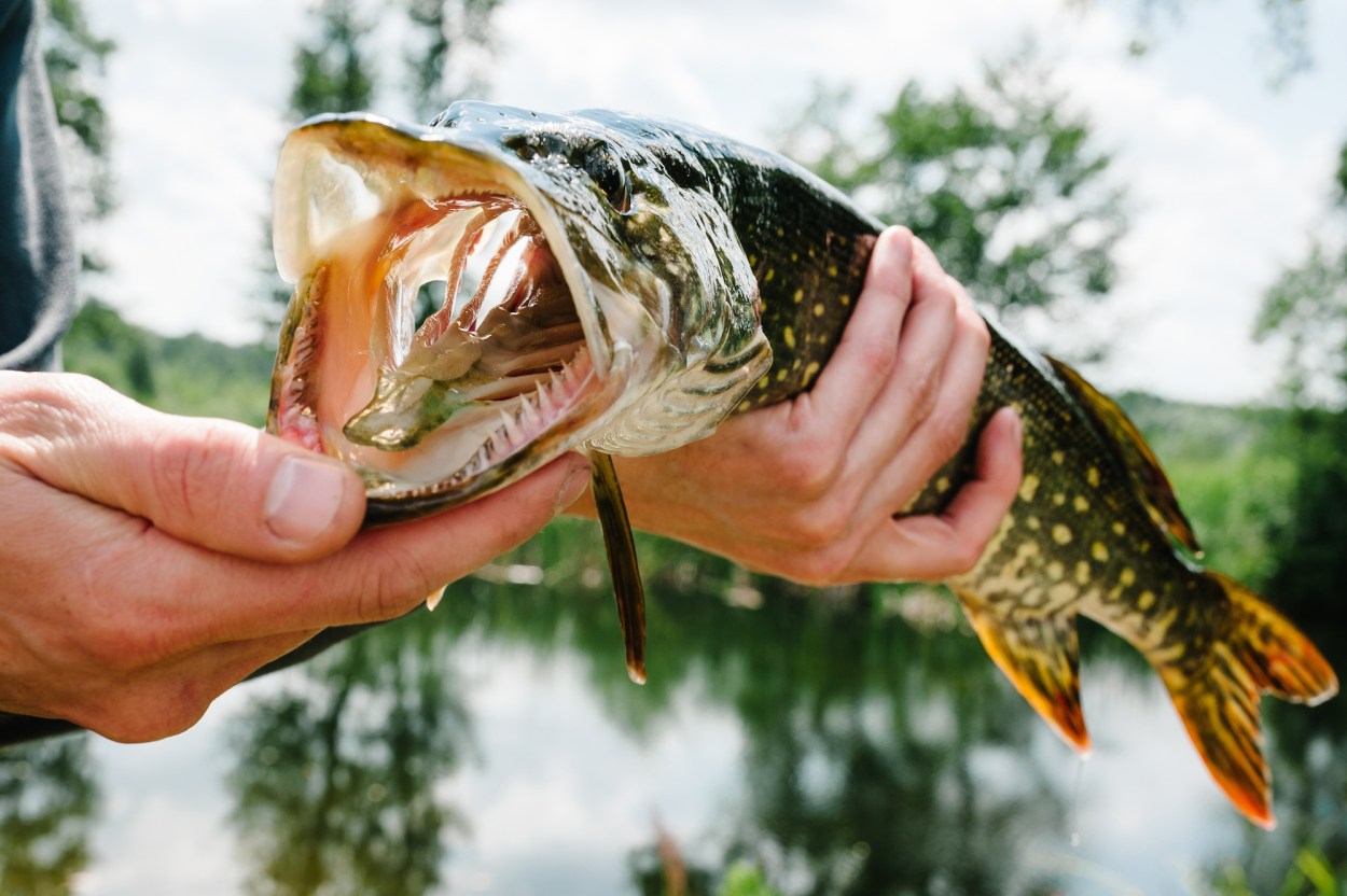 Muskie vs Pike: An Angler's Guide | Outdoor Life