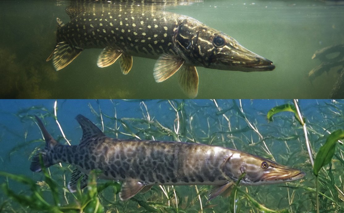 Fish of 10,000 Casts: Why Muskies Are Hard to Catch | Outdoor Life